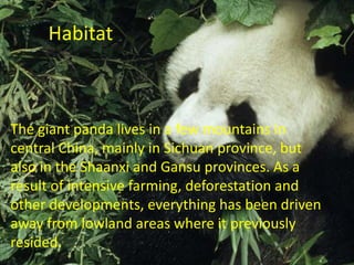 Giant panda | PPTX