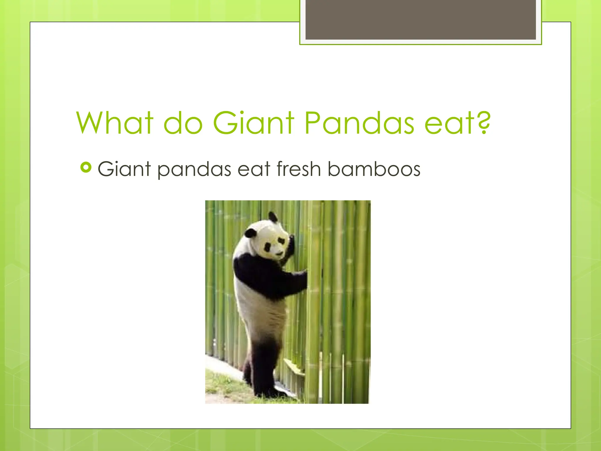 Giant Pandas presentation for grade four | PPT