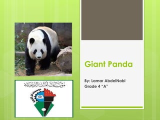 Giant Pandas presentation for grade four | PPTX