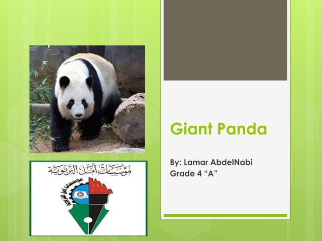 Giant Pandas presentation for grade four | PPT