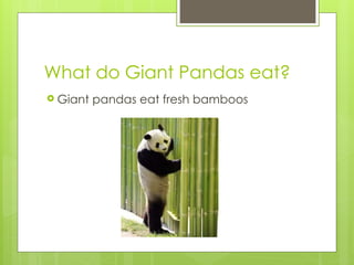 Giant Pandas presentation for grade four | PPTX