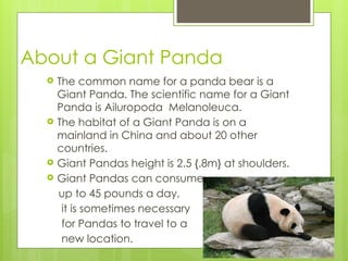 Giant Pandas presentation for grade four | PPT