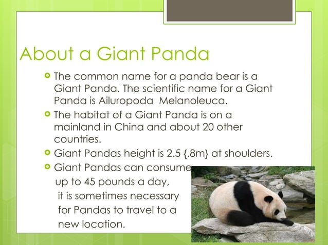 Giant Pandas presentation for grade four | PPT