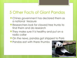 Giant Pandas presentation for grade four | PPT