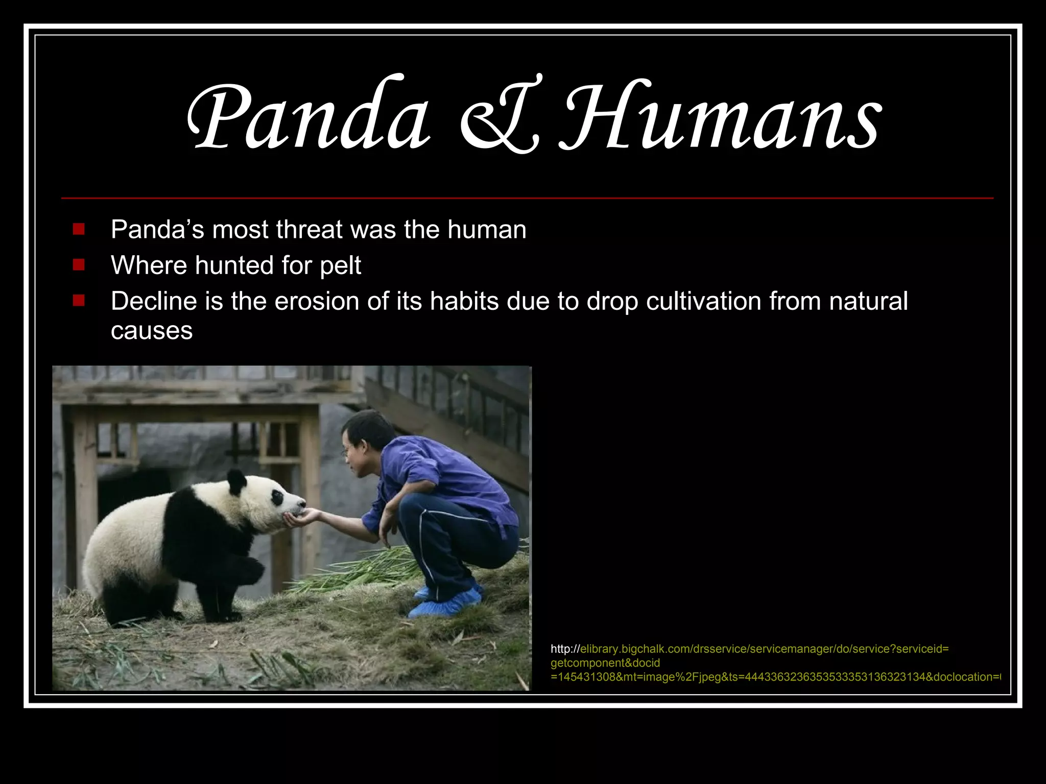 Giant panda sebastian chavez 1period | PPT