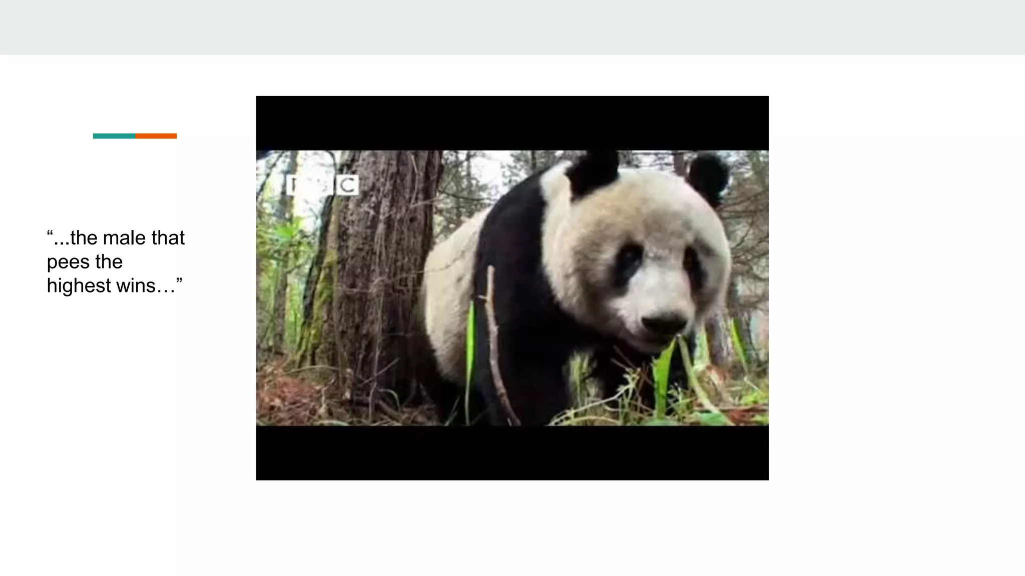 Giant Panda Communication | PPT