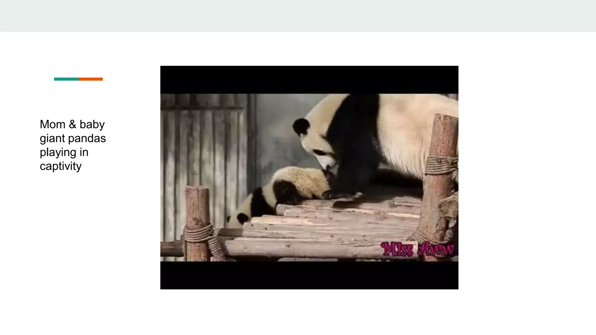 Giant Panda Communication | PPT