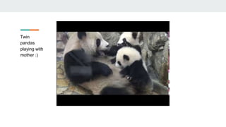 Giant Panda Communication | PPT