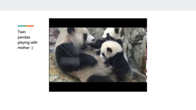 Giant Panda Communication | PPT