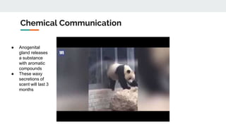 Giant Panda Communication | PPT