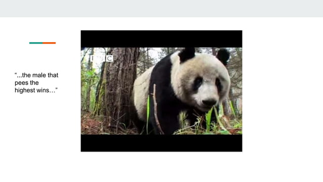 Giant Panda Communication | PPT