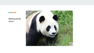 Giant Panda Communication | PPT