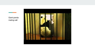 Giant Panda Communication | PPT