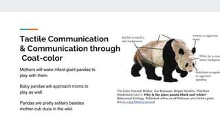 Giant Panda Communication | PPT