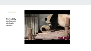 Giant Panda Communication | PPT