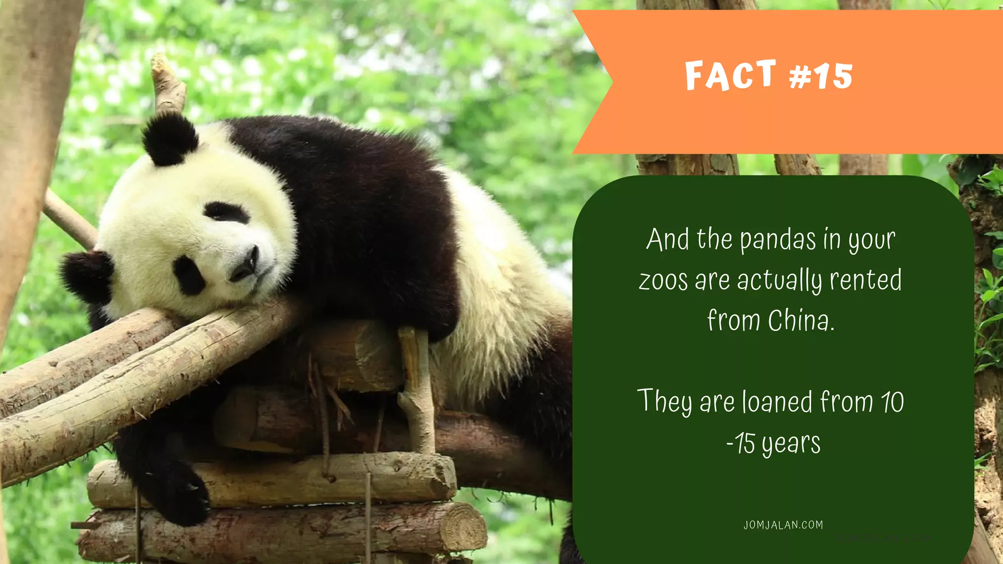 15 Giant Panda Facts for Kids | PDF