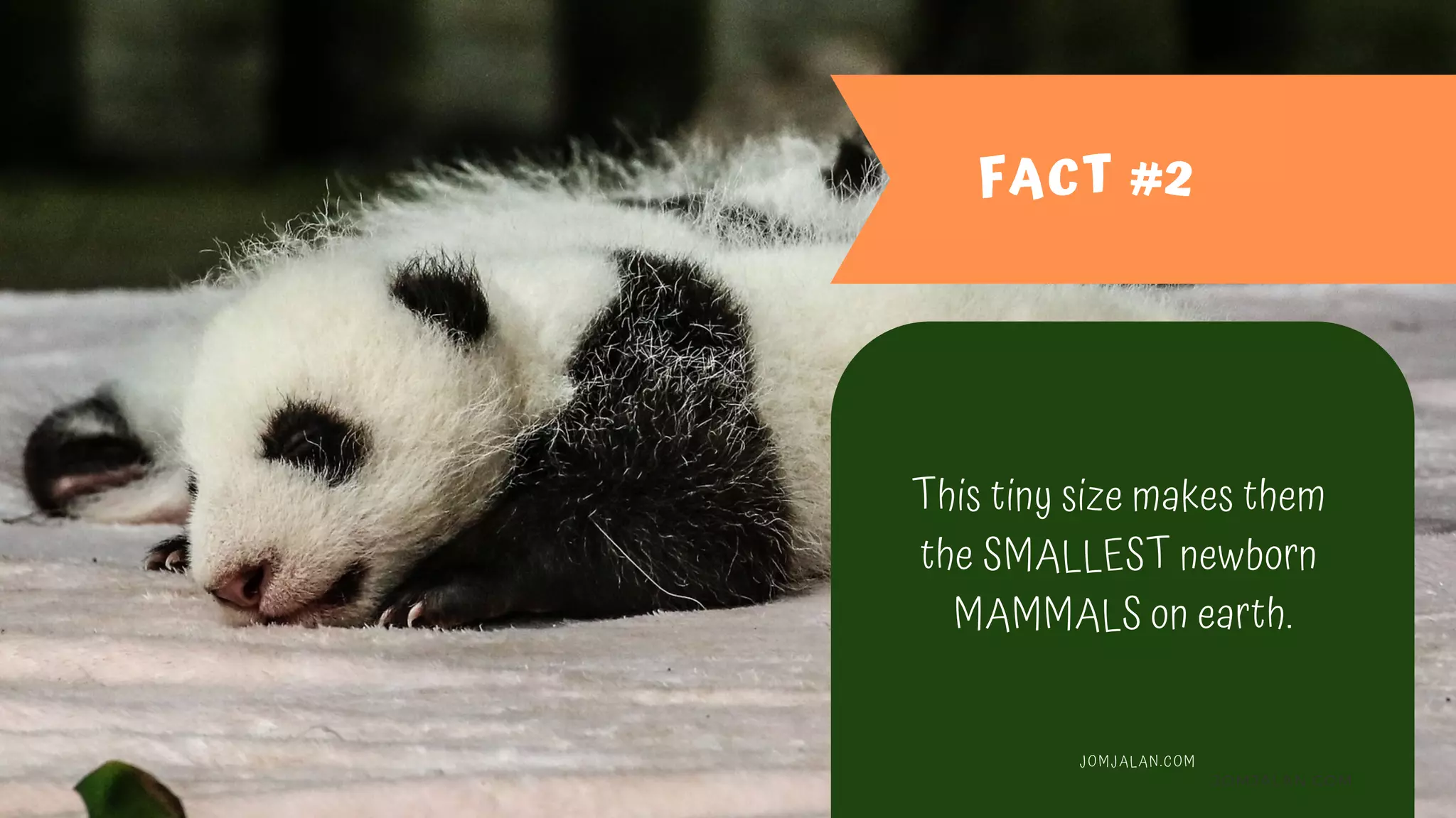 15 Giant Panda Facts for Kids | PDF