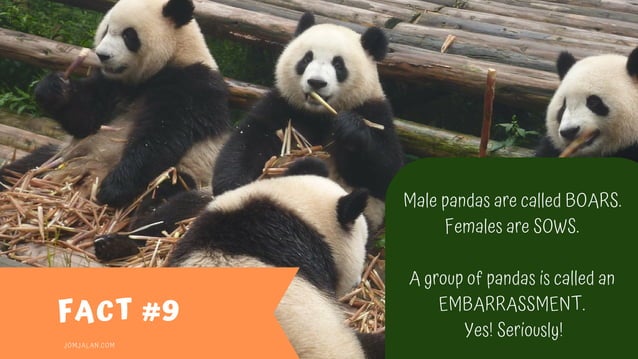 15 Giant Panda Facts for Kids | PDF
