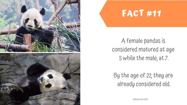 15 Giant Panda Facts for Kids | PDF