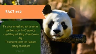 15 Giant Panda Facts for Kids | PDF