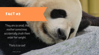 15 Giant Panda Facts for Kids | PDF