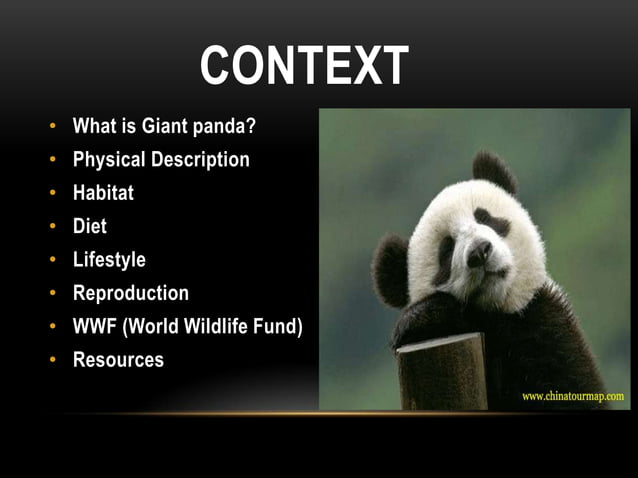 Giant panda | PPT
