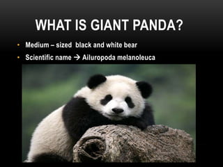 Giant panda | PPTX
