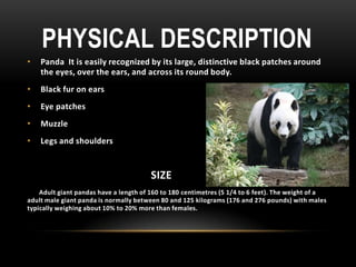 Giant panda | PPTX