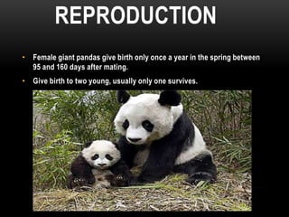 Giant panda | PPT