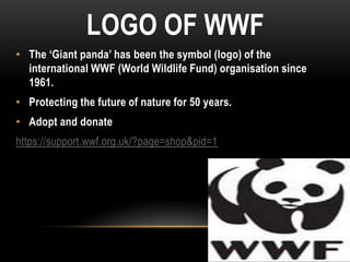 Giant panda | PPTX