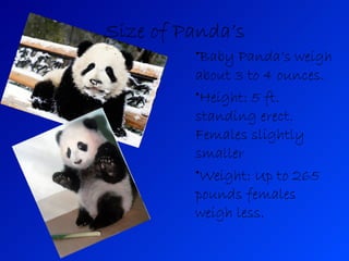 Giant panda's | PPT