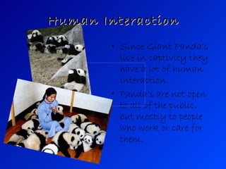 Giant panda's | PPT