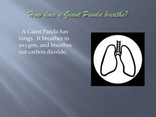 Giant panda’s | PPTX