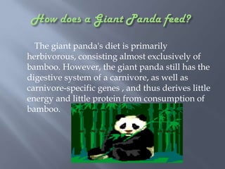 Giant panda’s | PPTX