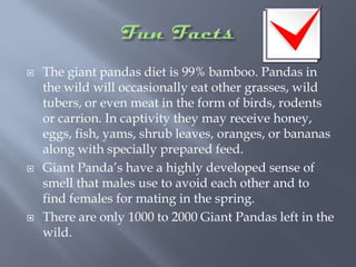 Giant panda’s | PPTX