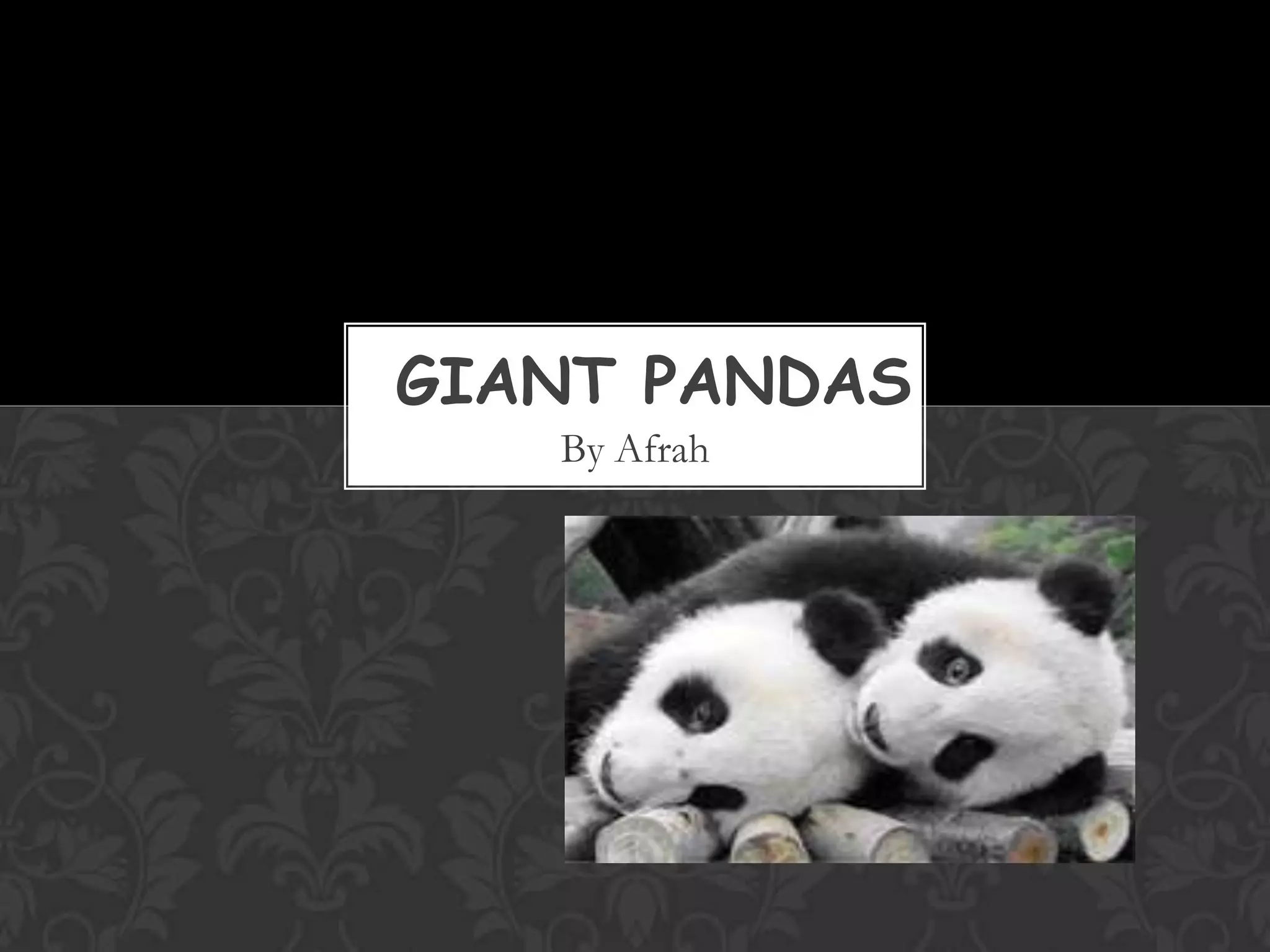 Giant Pandas | PPT