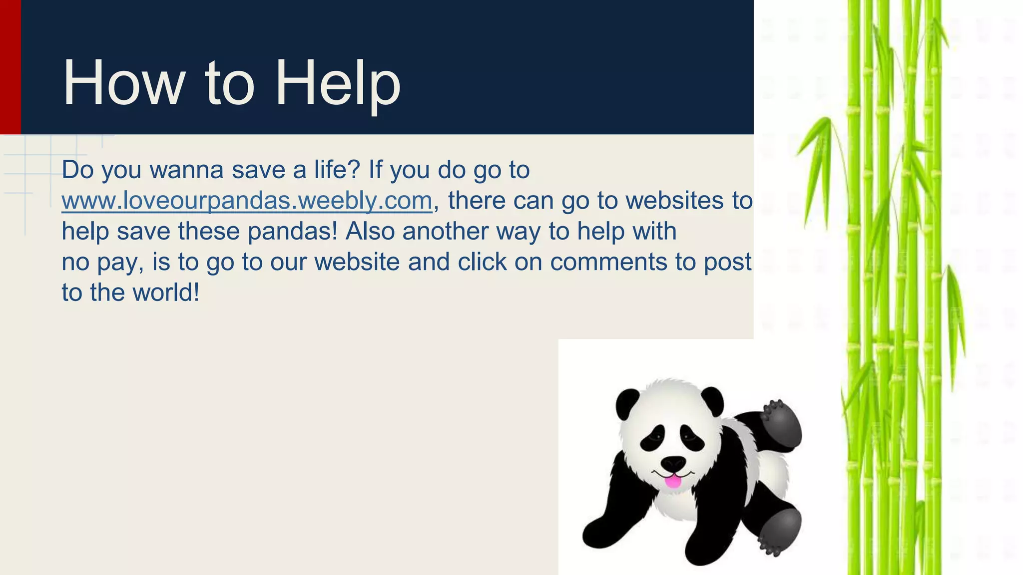 Giant pandas | PPT