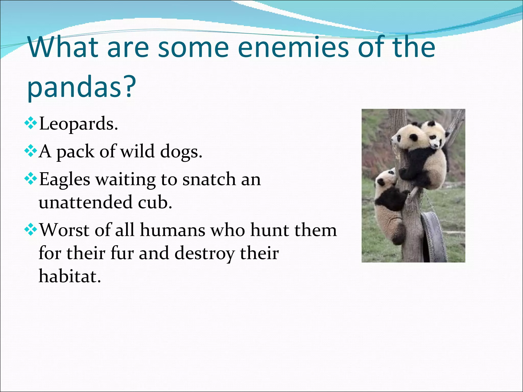 Zoe's Giant pandas-Power Point | PPT