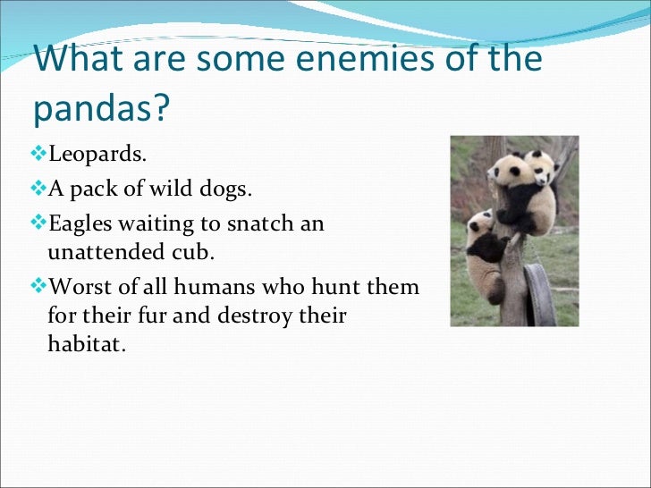 Zoe's Giant pandas-Power Point