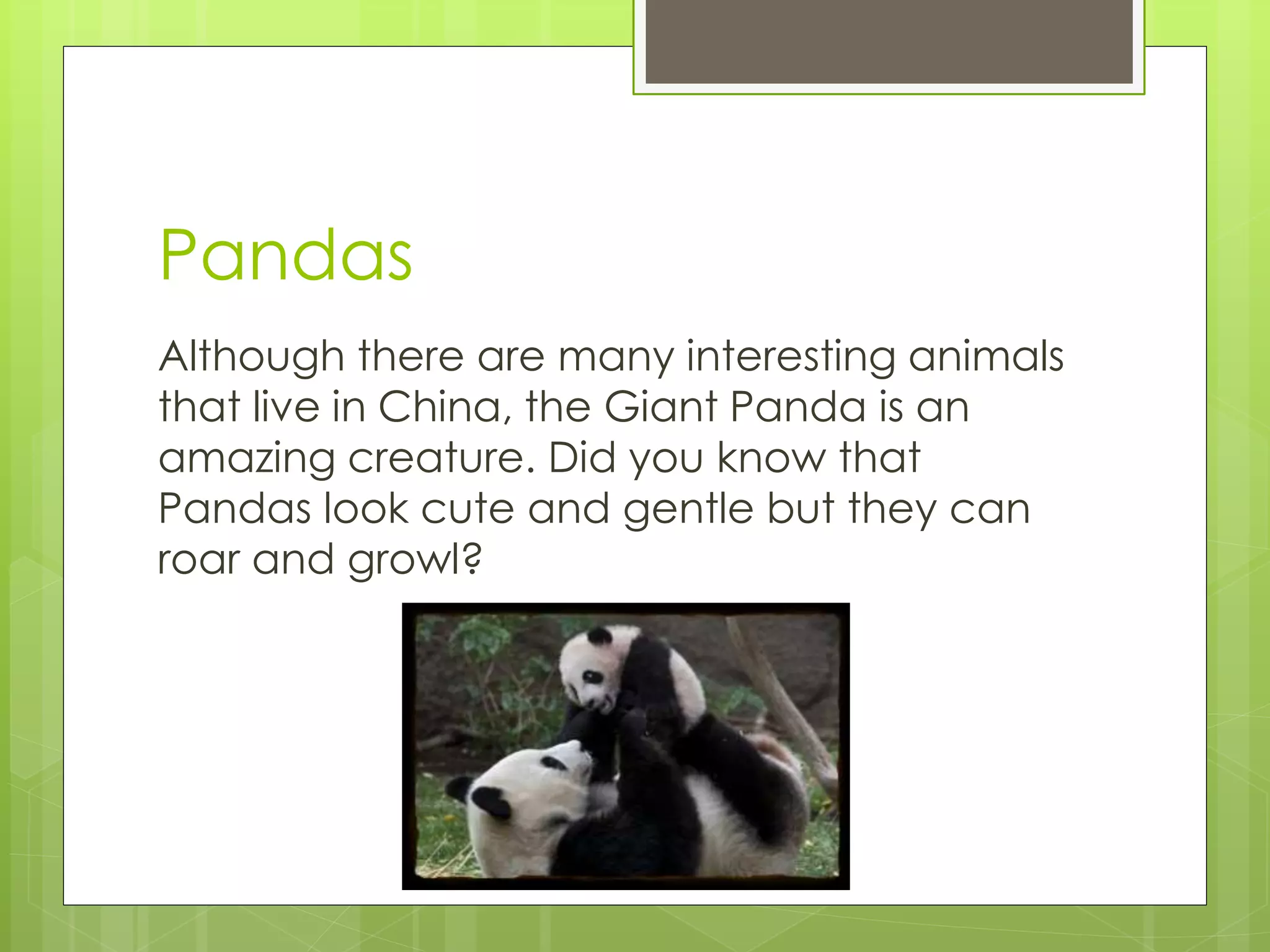 Giant Pandas | PPT