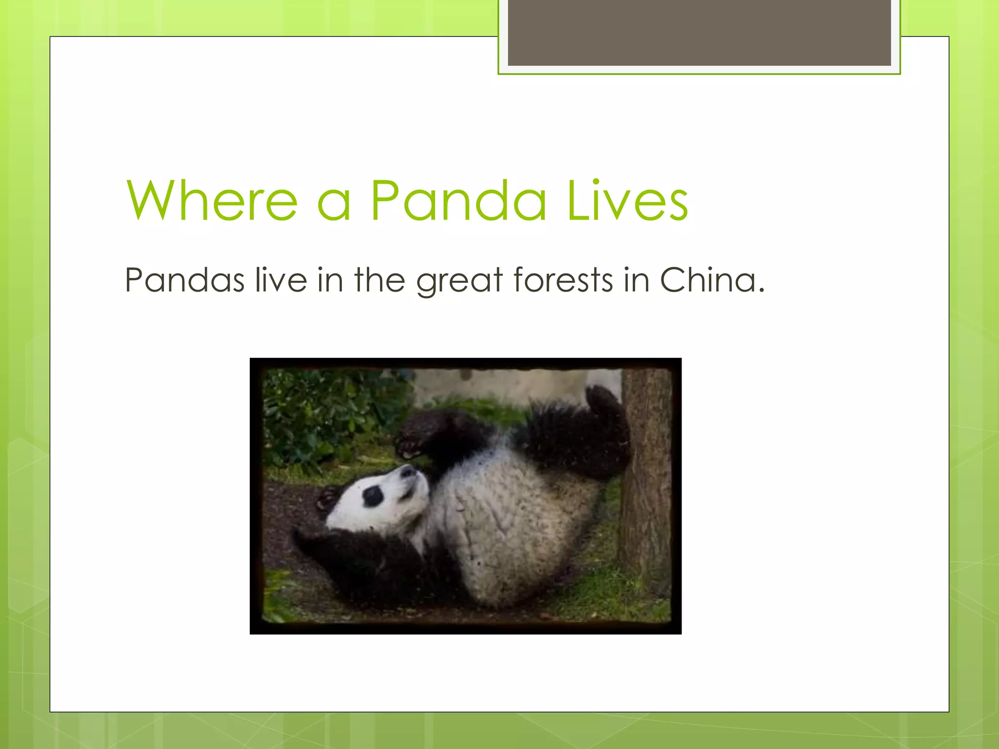 Giant Pandas | PPT