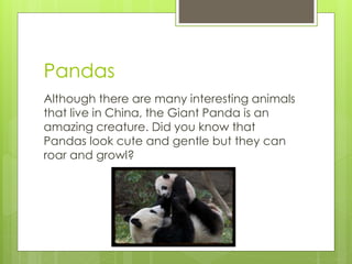 Giant Pandas | PPT