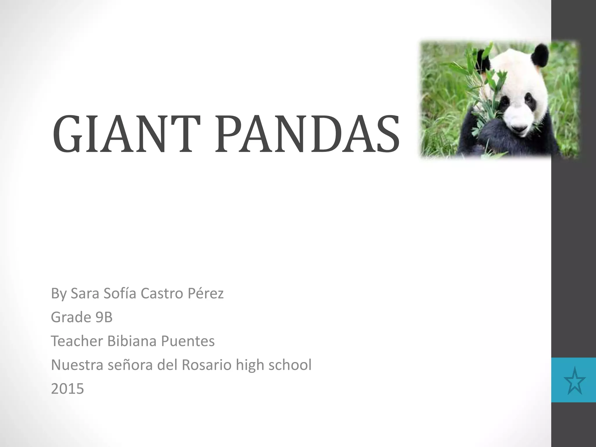 Giant Pandas | PPT