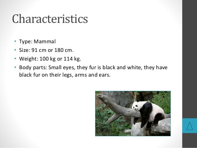 Giant Pandas