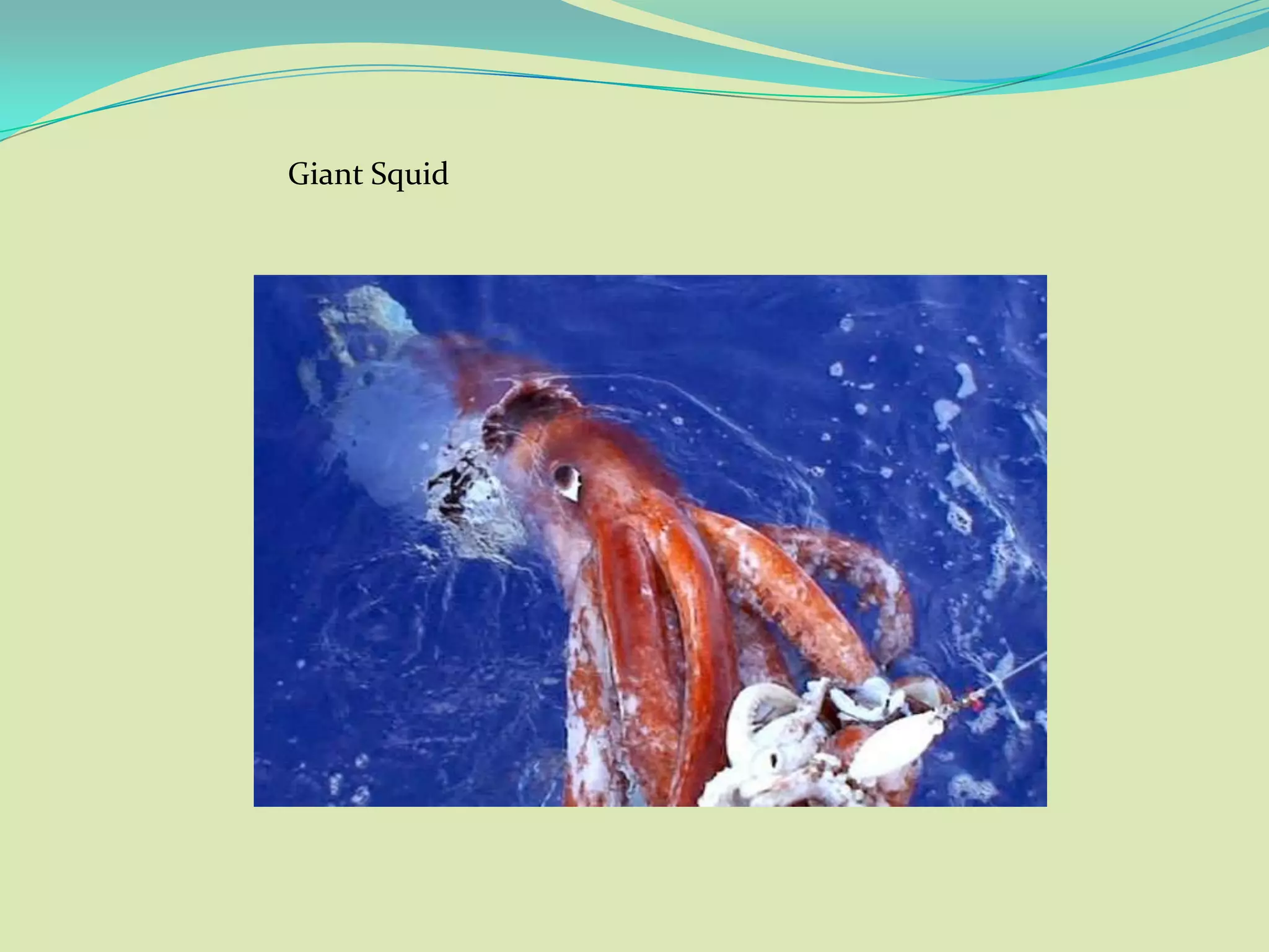 Giant Squid | PPTX