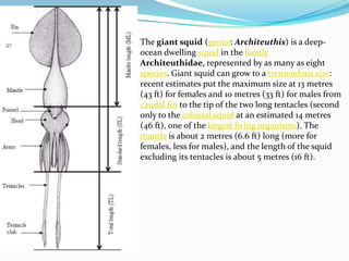 Giant Squid | PPTX | Large Animals | Pets