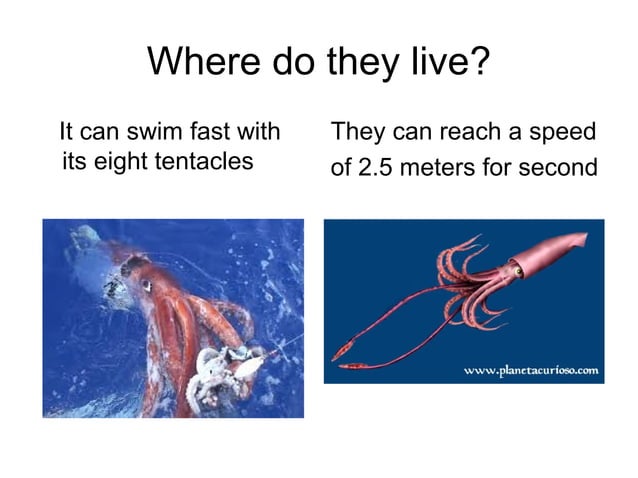 Giant Squid ESL primary school presentation | PPT