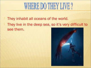 Giant squid proyect | PPT