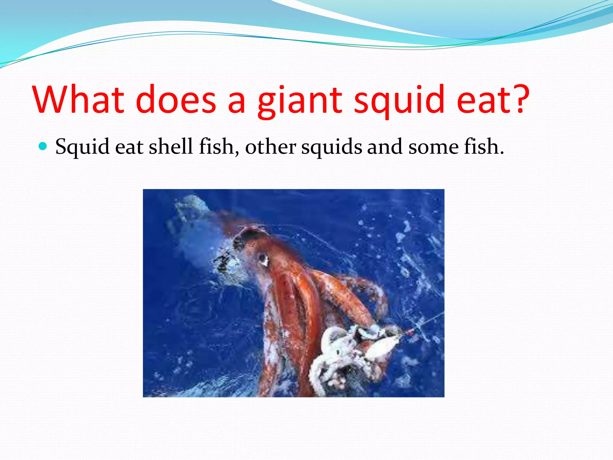 Giant squids of the deep eli & ryan | PPTX