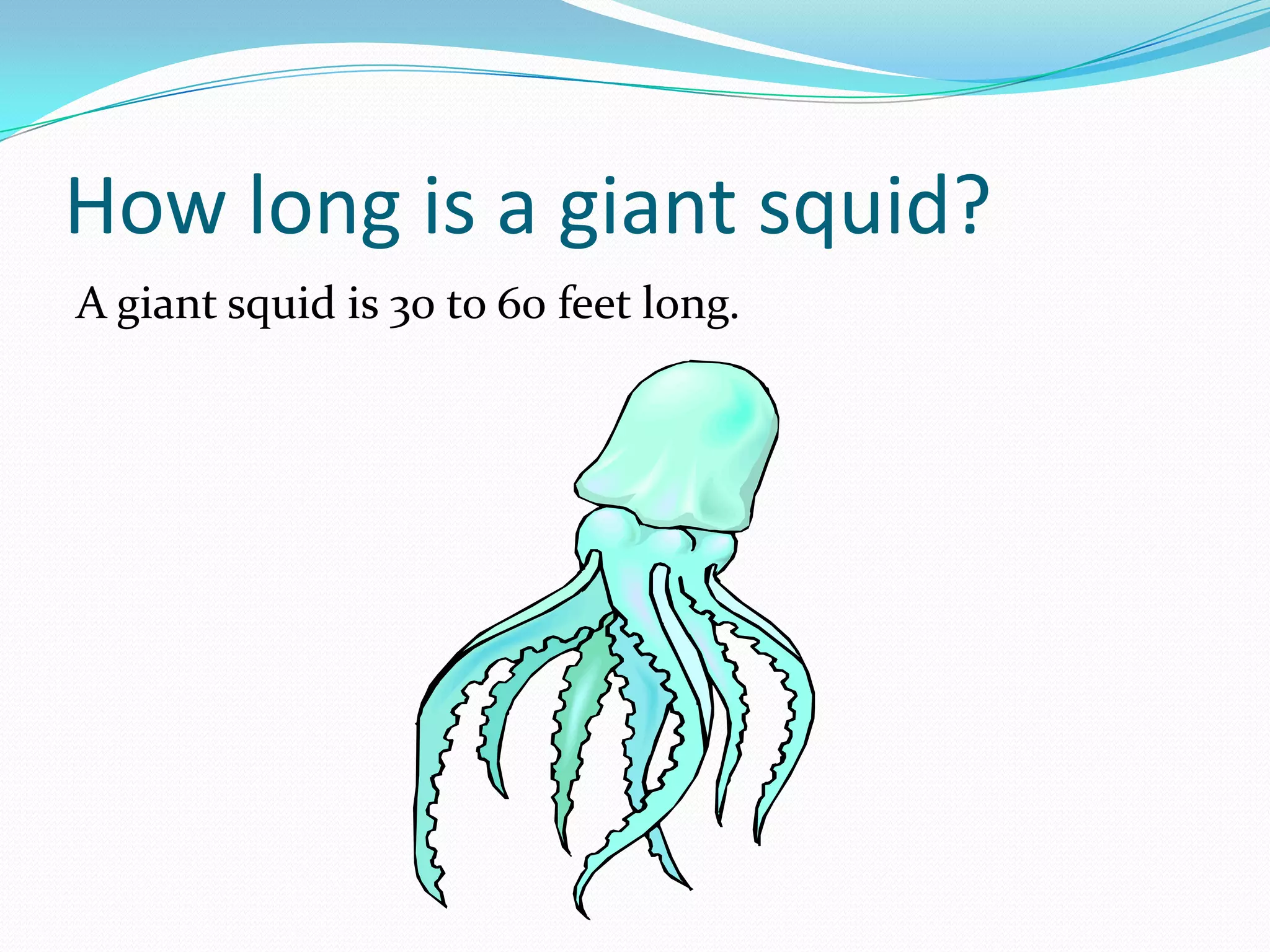 Giant squids of the deep eli & ryan | PPT